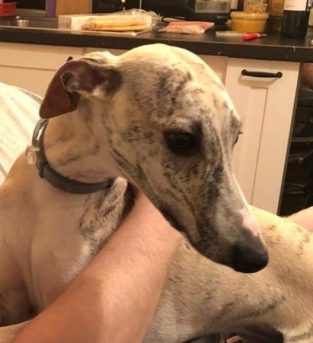 14 Things Only Whippet Owners Will Understand | Page 3 of 5 | PetPress