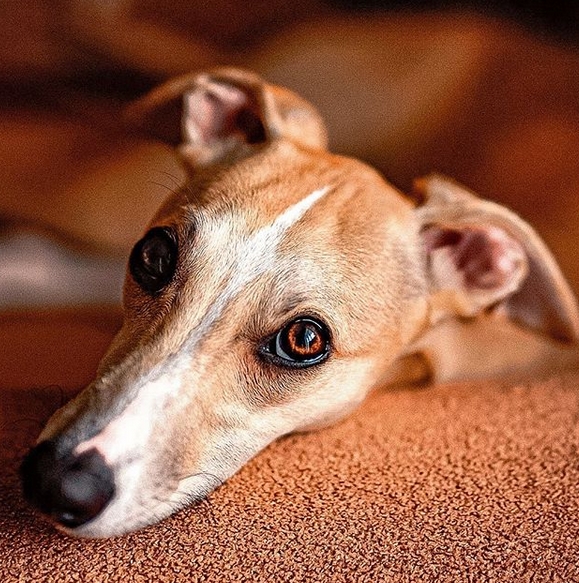 14 Things Only Whippet Owners Will Understand - PetPress