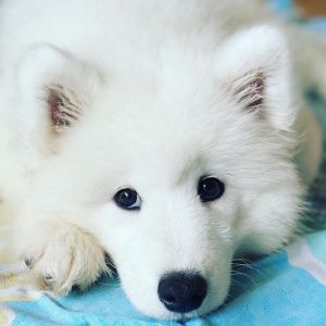 14 Things Only Samoyed Owners Will Understand | Page 4 of 5 | PetPress