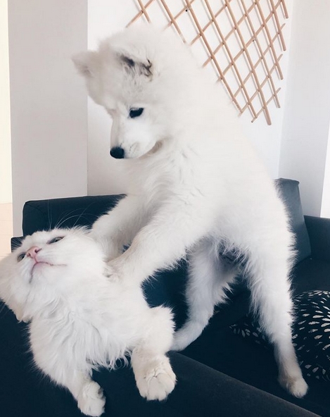 14 Things Only Samoyed Owners Will Understand | Page 2 of 5 | PetPress