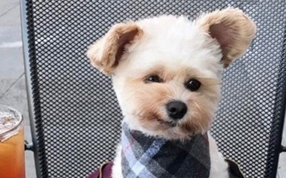 30+ Spice Inspired Male Dog Names - PetPress