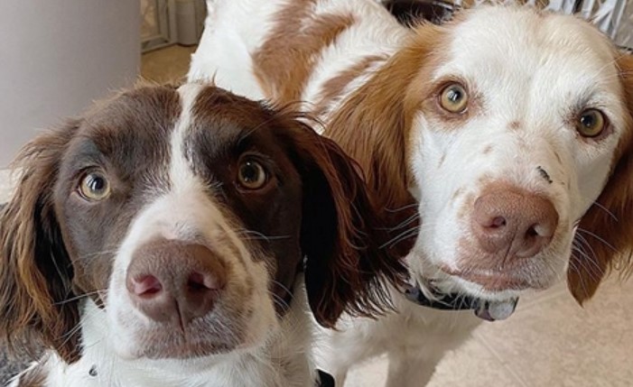 14 Things Only Brittany Spaniel Owners Will Understand - PetPress
