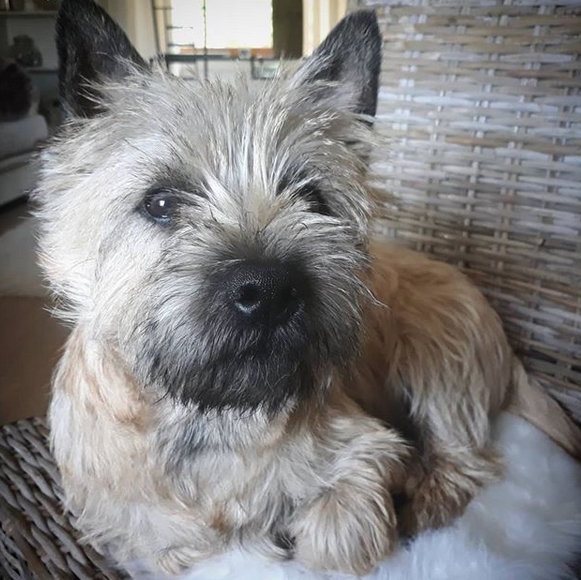 14 Things Only Cairn Terrier Owners Will Understand - Page 3 of 5 ...