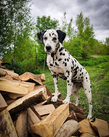 15 Things Only Dalmatian Owners Will Understand | Page 3 of 5 | PetPress