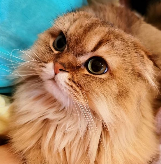 50+ Best Human-Like Cat Names for Female Cats - PetPress