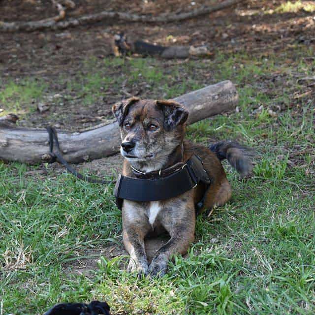 18 Utterly Gorgeous Shiba Inu Mixes You Need In Your Life | Page 6 of 6 ...