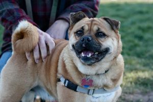 18 Utterly Gorgeous Shiba Inu Mixes You Need In Your Life | Page 3 of 6 ...