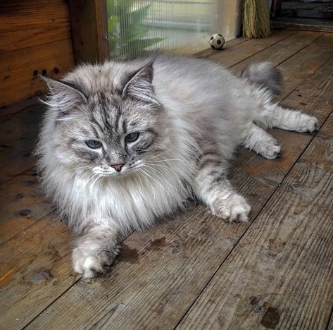 Top 35 Best Male Siberian Cat Names - PetPress