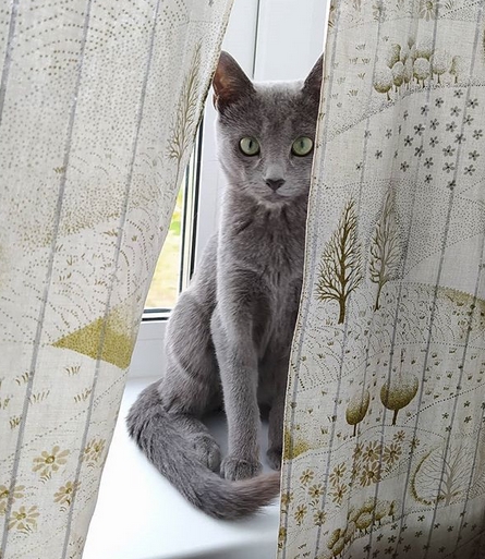 Top 90 Best Female Russian Blue Cat Names - PetPress