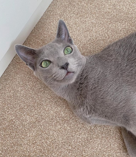 Top 90 Best Male Russian Blue Cat Names - PetPress