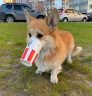 14 Reasons Why You Should Never Own Corgis | Page 2 of 5 | PetPress
