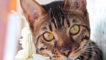 14 Things You Didn't Know About Bengal Cats | PetPress