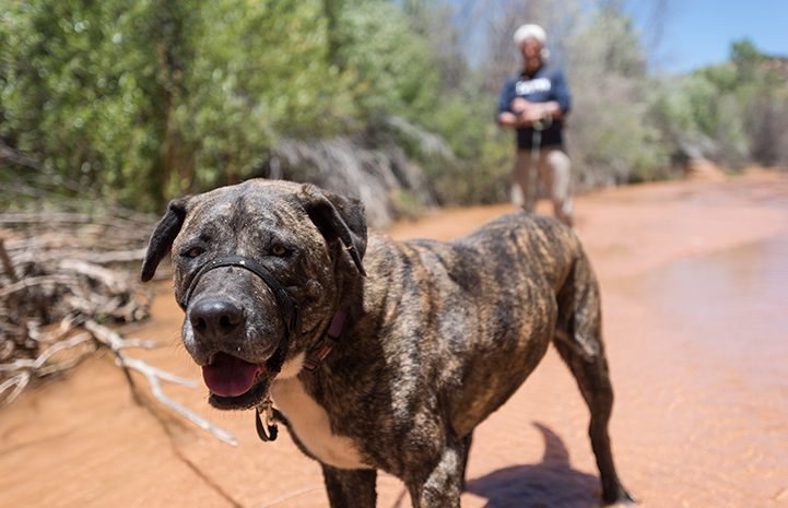 18 Akita Inu Mixes - Popular Akita Cross Breeds (With Pictures) - Page ...