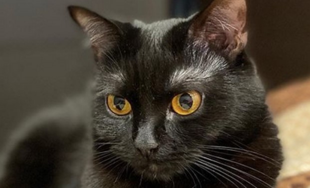 Top 50 Best Female Bombay Cat Names - PetPress