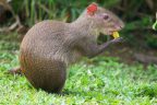 10 Things You (Probably) Didn't Know About Agoutis | PetPress