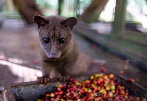 12 Things Every New Asian Palm Civet Owner Should Know - Page 2 of 3 ...