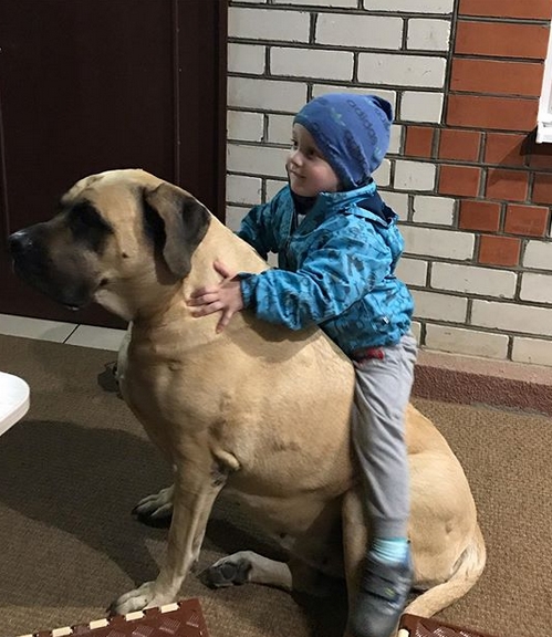 16 Things Only English Mastiff Owners Will Understand - Page 6 of 6 ...