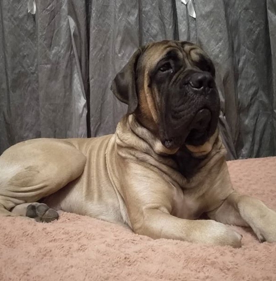 16 Things Only English Mastiff Owners Will Understand - Page 3 of 6 ...