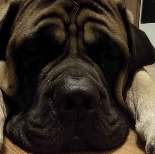 16 Things Only English Mastiff Owners Will Understand - Page 3 of 6 ...