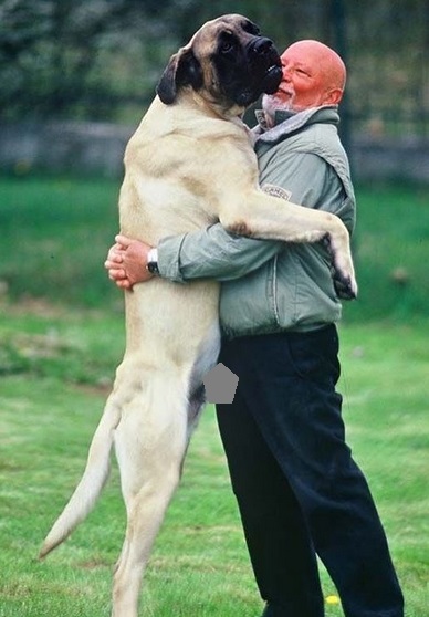 16 Things Only English Mastiff Owners Will Understand - Page 2 of 6 ...