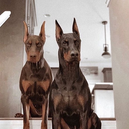15 Things Only Doberman Owners Will Understand | Page 3 of 5 | PetPress