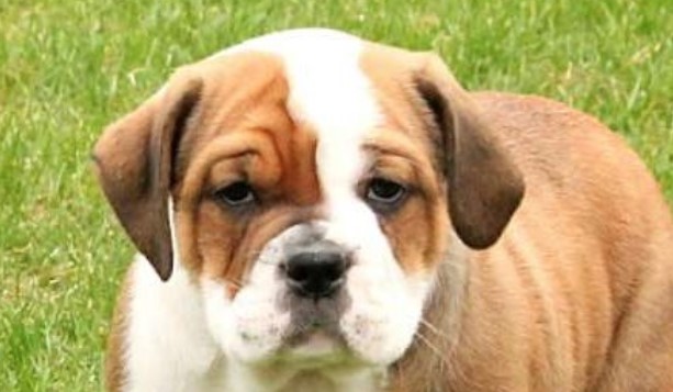 18 English Bulldog Mixes That Are Absolutely Precious - PetPress