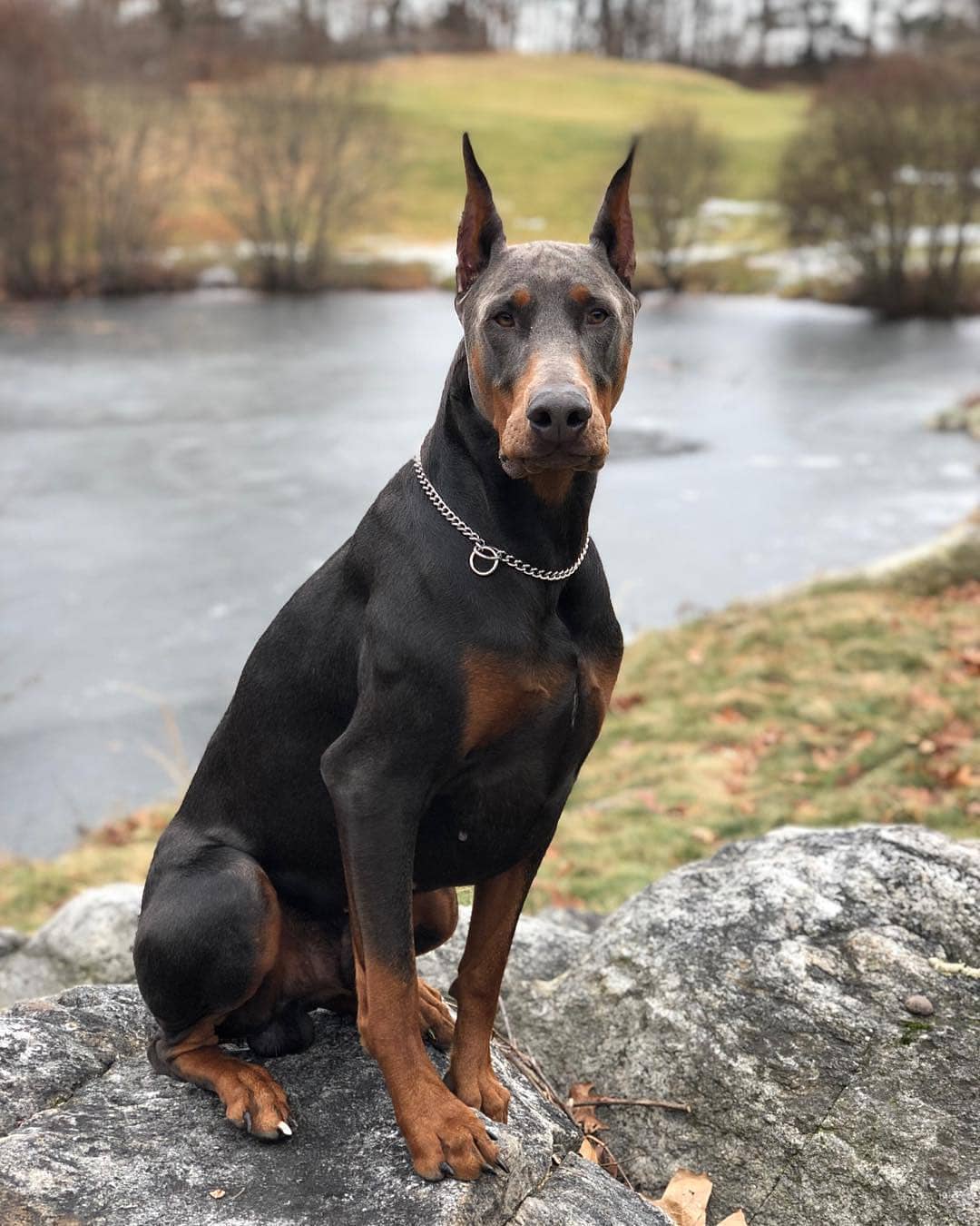 How Much Do You Know About Dobermans? | Page 2 of 10 | PetPress