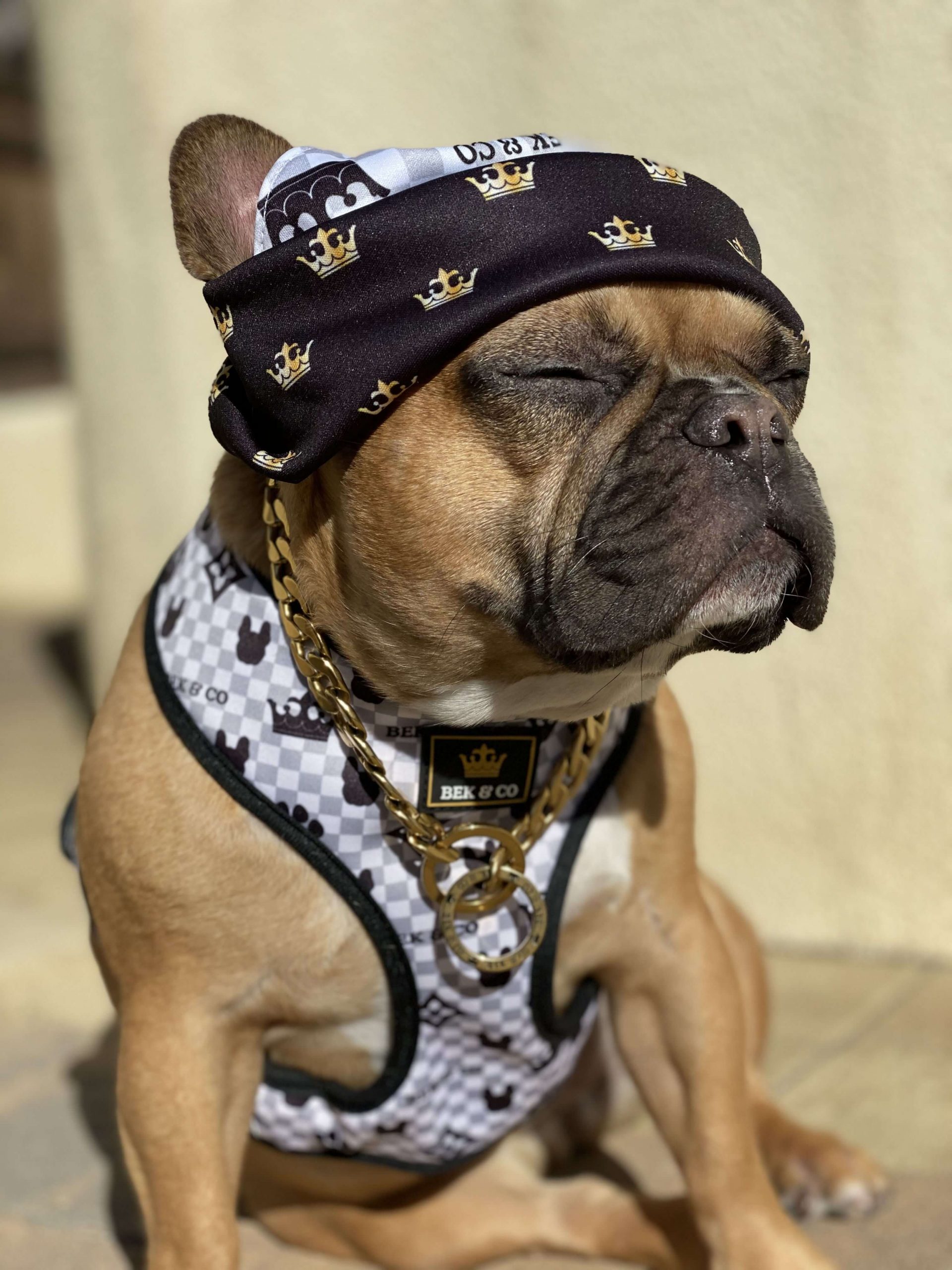20+ Coolest Dogs You Have Ever Seen - Page 4 of 5 - PetPress