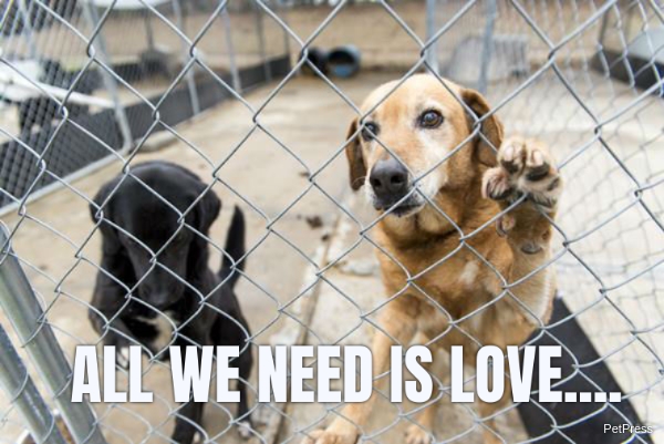 10+ Sad Dog Memes On The Internet - PetPress