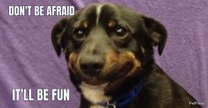 Nervous Smiling Dog Meme - PetPress