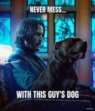 john wick dog meme - PetPress
