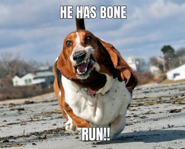 fat dog running | PetPress