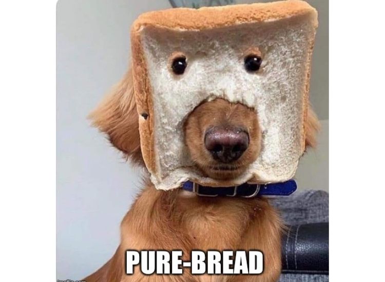 Top 10 Golden Retriever Memes To Make You Laugh! | Page 2 of 2 | PetPress