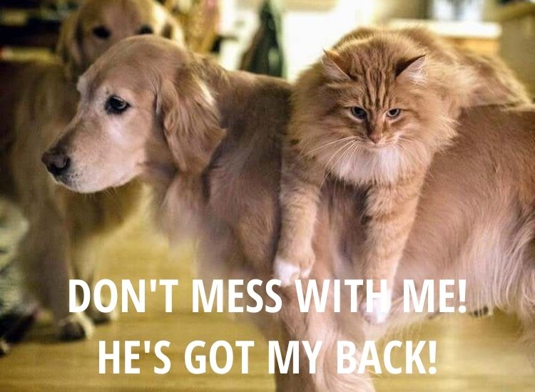 Top 10 Golden Retriever Memes To Make You Laugh! | Page 2 of 2 | PetPress