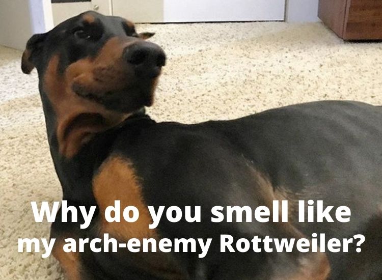Top 10 Dobermann Memes That Are Funny As Ever! | Page 2 of 2 | PetPress
