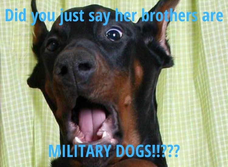 Top 10 Dobermann Memes That Are Funny As Ever! | Page 2 of 2 | PetPress