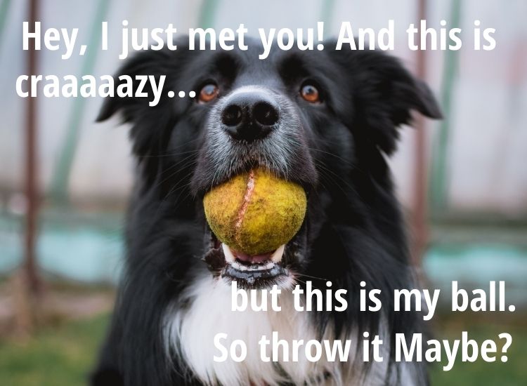 10 Humorous Border Collie Memes That Gives A Good Laugh!