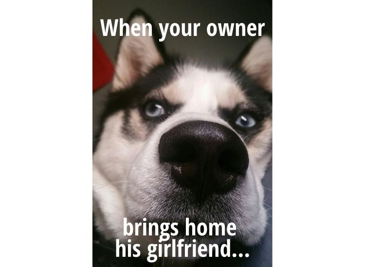 Top 10 Funny and Cute Husky Memes For A Big Laugh!