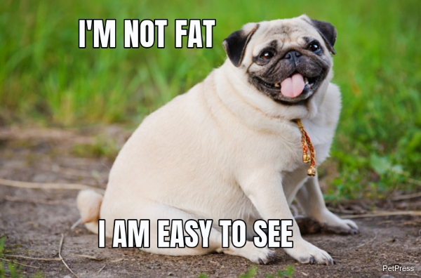 10+ Funny fat dog memes | Page 3 of 3 | PetPress
