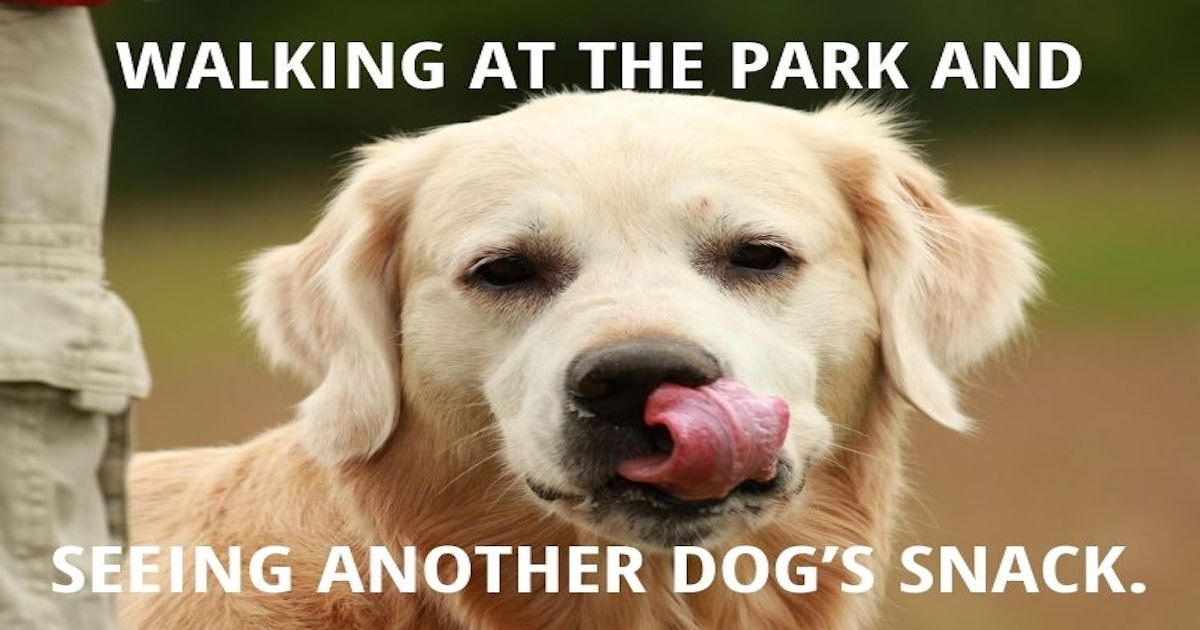 Top 10 Golden Retriever Memes To Make You Laugh! - PetPress