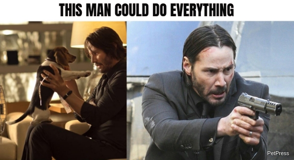 10+ John Wick dog Memes Will Make you Love your dog | Page 2 of 3 ...