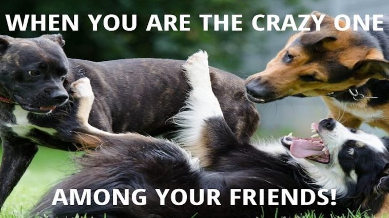 20 Cute Border Collie Mixes That’ll Melt Your Heart - PetPress