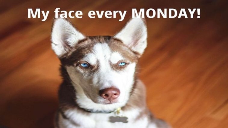 15 of the Best Siberian Husky Memes - Page 3 of 3 - PetPress