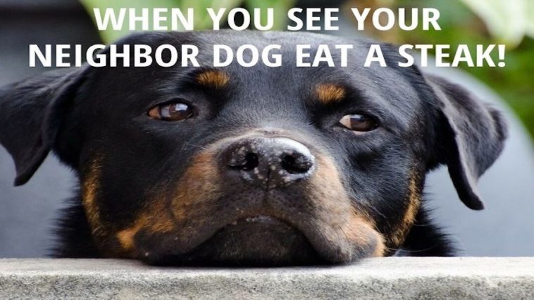 14 Cute And Funny Rottweiler Pictures - PetPress