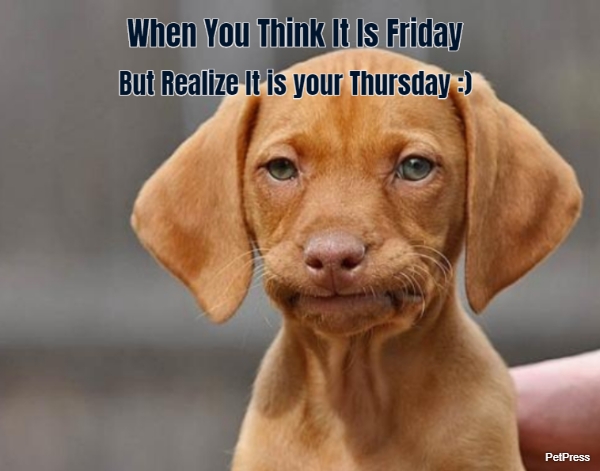 When You Think It Is Friday But Realize It is your Thursday :) - PetPress