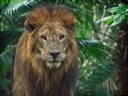 Lion Name Generator - Find out the best names for lions!
