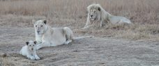 Lion Name Generator - Find out the best names for lions!