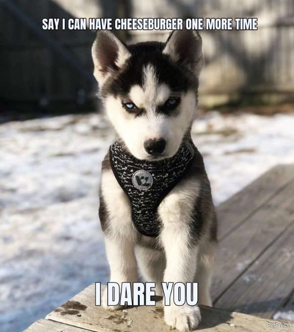 angry dog cheeseburger meme | PetPress