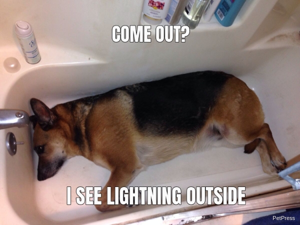 scared dog with lightning meme | PetPress