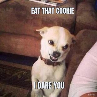 10+ Angry Dog Meme That Hilarious - PetPress